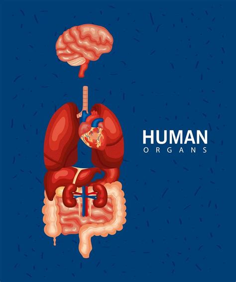 Human Internal Organs 3661829 Vector Art At Vecteezy