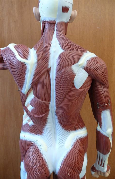Posterior Muscles Of The Torso Old Big Man Model Diagram Quizlet