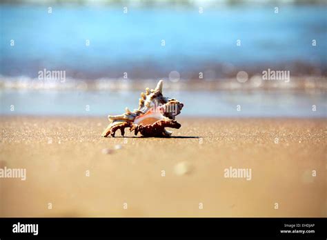 Shell On Beach Sand Stock Photo Alamy