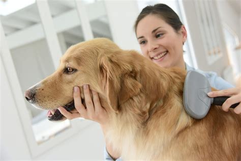 Cómo cepillar el pelo a un perro