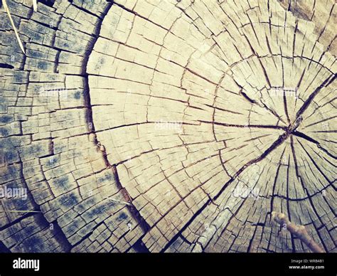 Querschnitt baum stamm Fotos und Bildmaterial in hoher Auflösung Alamy