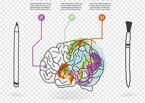 Top Imagen Mapa Mental Del Cerebro Humano Viaterra Mx