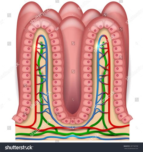 Intestinal Villi Anatomy Epithelial Cells Microvilli Stock Illustration