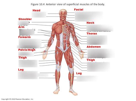 Anterior View Of Body Muscles Diagram Quizlet