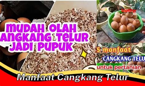 Temukan Manfaat Cangkang Telur Yang Jarang Diketahui Biotifor