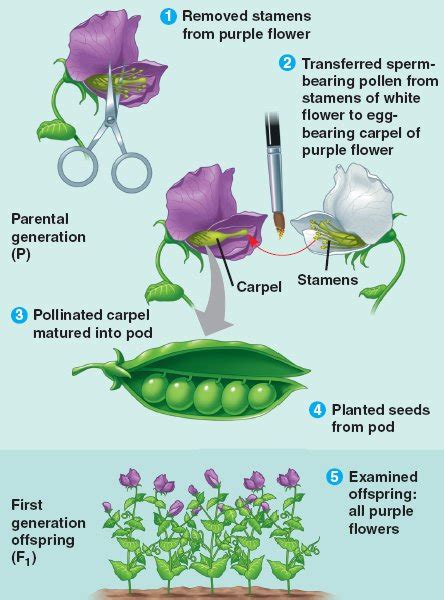 Pea Html Crossingpeaplants