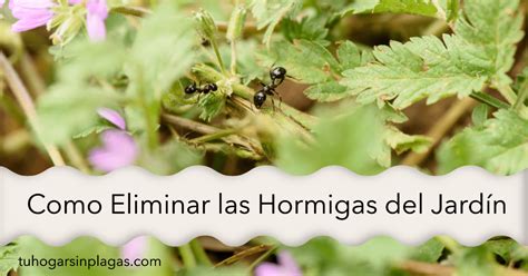 Como Eliminar las Hormigas del Jardín