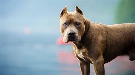 Entró a robar fue atacado por un Pitbull y su vida corre peligro
