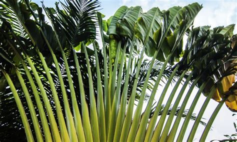 Bananeira ornamental saiba como cultivar essa espécie