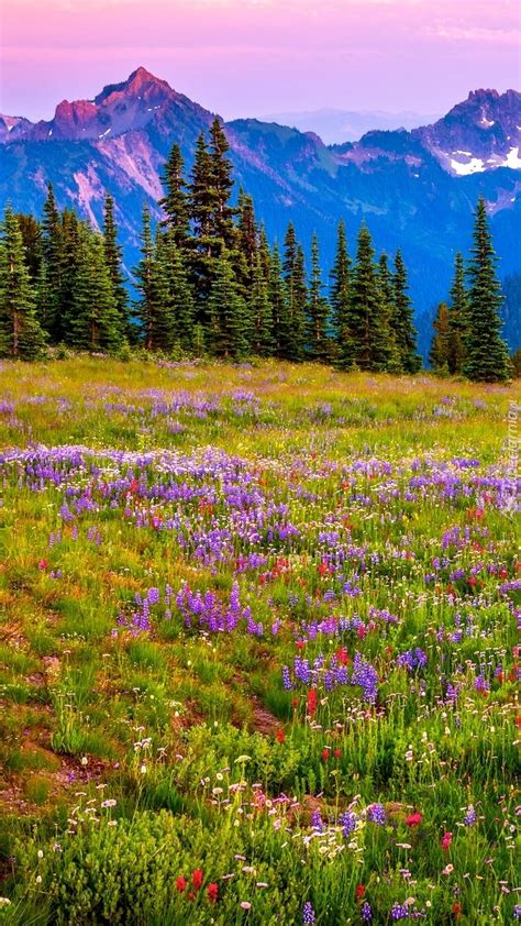 Widok z łąki na góry w Parku Narodowym Mount Rainier Tapeta na telefon
