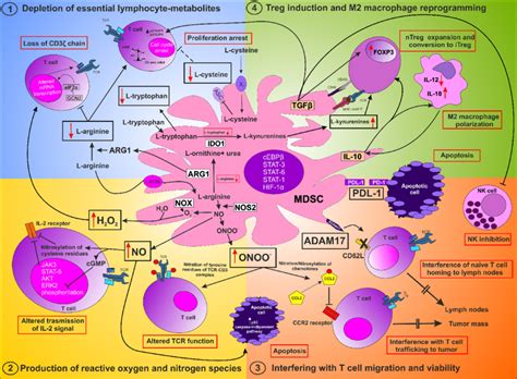 Mdscs Suppress The Immune Response By Four Main Mechanisms Mdscs