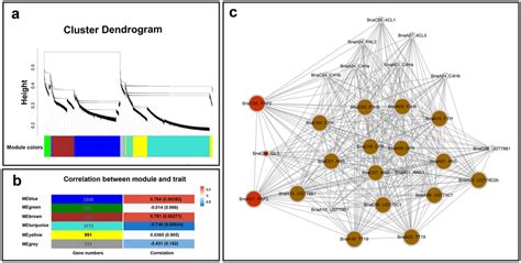 Weighted Gene Co Expression Network Analysis A Hierarchical Clustering
