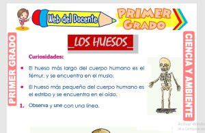 Fichas Del Sistema Seo Para Primer Grado Fichas Creativas
