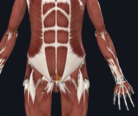 Week 5 Inguinal Canal Flashcards Quizlet