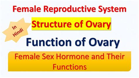 Female Reproductive System Internal Genitalia In Hindi Menstrual