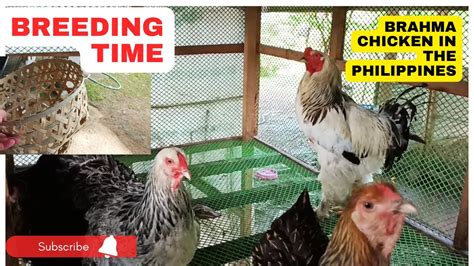 START BREEDING BRAHMA CHICKEN FREE RANGE CHICKEN FARMING YouTube