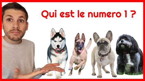10 Races de chiens préférées des français en 2022 YouTube