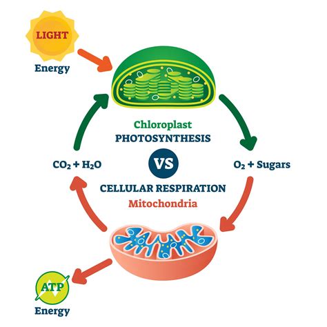 Cellular Respiration Simple Diagram