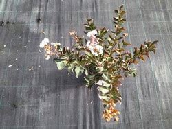Árbol de Júpiter blanco Lagerstroemia indica Nivea Plantamus