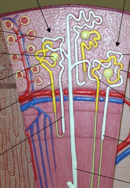 Cortical And Juxtamedullary Nephron Diagram Quizlet