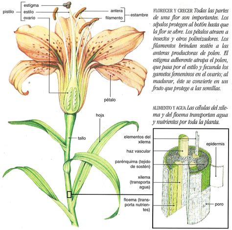 Anatomía de una Flor Informacion de las flores Partes de la flor
