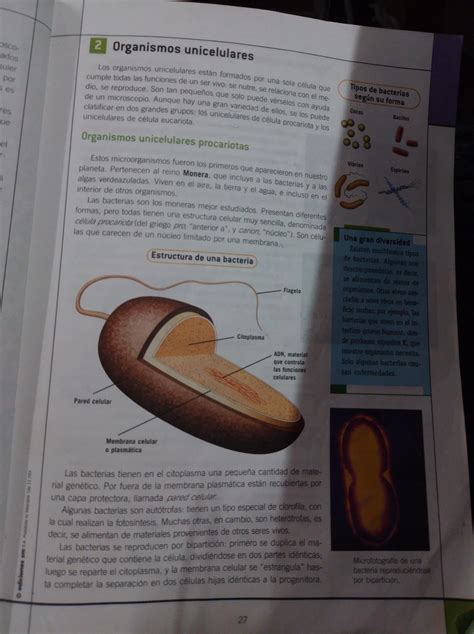 Explicar La Diferencia Entre Una Celula Eucariota Y Una Procariota