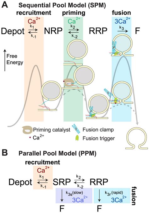 two different models of secretion a sequential pool model spm the download scientific