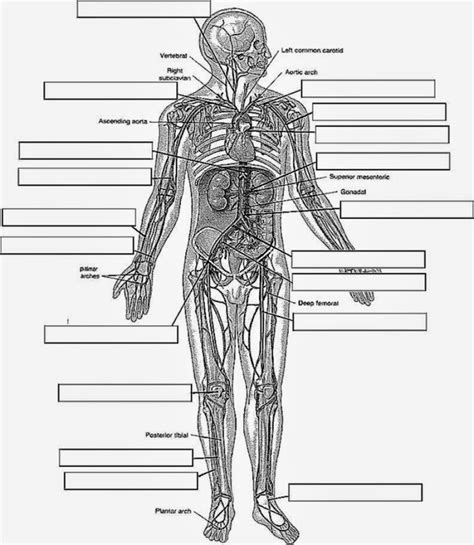 Free Printable Anatomy And Physiology