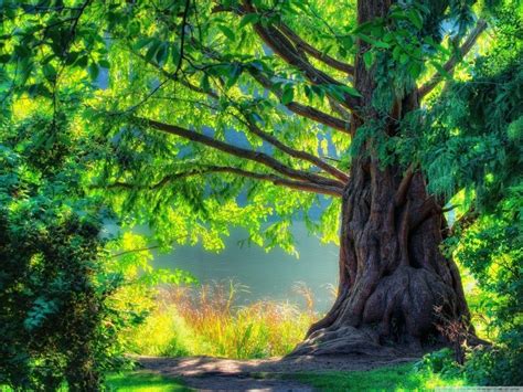 Tree 4k Wallpapers Top Free Tree 4k Backgrounds WallpaperAccess