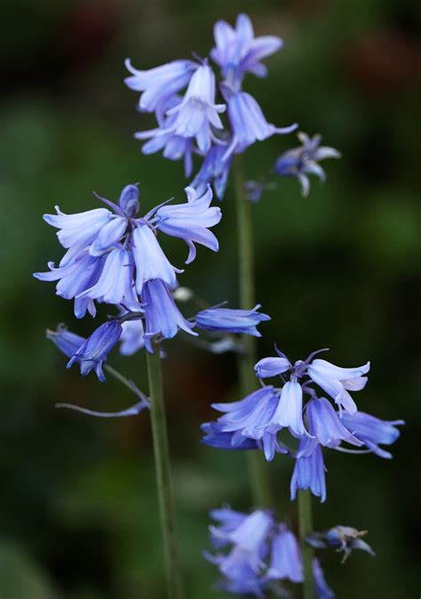 Blommor Blåklocka Doftande Gratis foto på Pixabay Pixabay