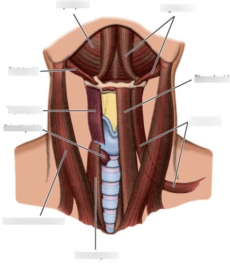 Extrinsic Muscles Diagram Quizlet