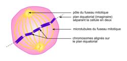 La Division Cellulaire Chez Les Eucaryotes Assistance Scolaire