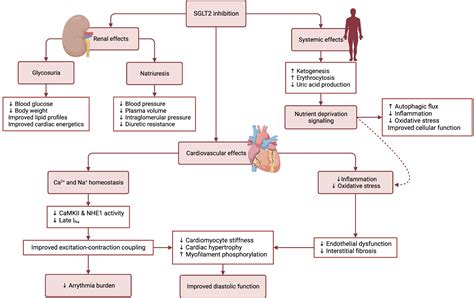Sglt Inhibition In Heart Failure With Preserved Ejection Fraction