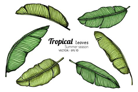 Banana Leaf Printable