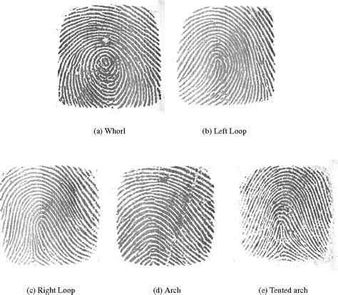 figure 1 3 from fingerprint identification feature extraction matching and database search
