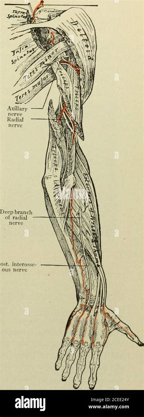 Text Book Of Anatomy And Physiology For Nurses Suprascapular Nerve