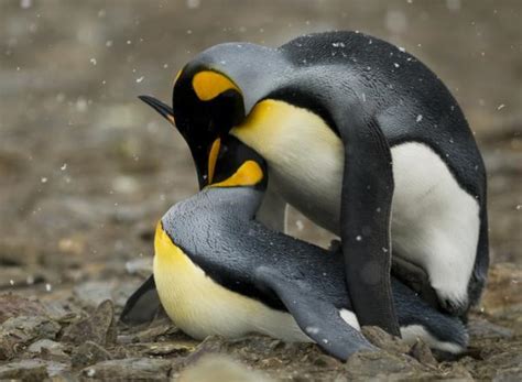 INCUBACIÓN y AMBIENTE del PINGÜINO EMPERADOR