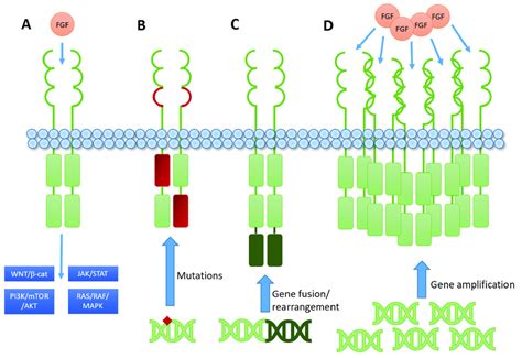 Schematic Representation Of FGFR Signaling And Impact Of Various