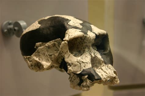 Homo Habilis Skull Illustration World History Encyclopedia