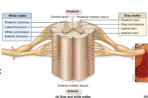 Sectional Anatomy Of The Spinal Cord Flashcards Quizlet