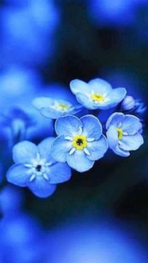 Pin Van Danuta Ciesielska Op Zapisane Przeze Mnie Blauwe Bloemen
