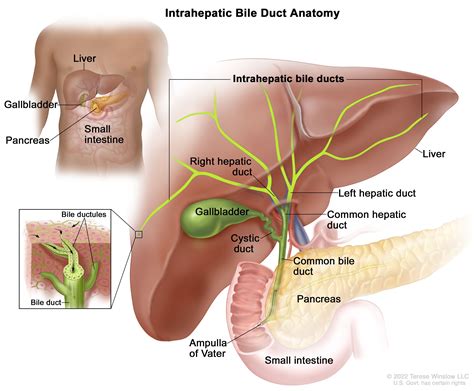 Liver And Gallbladder Diagram