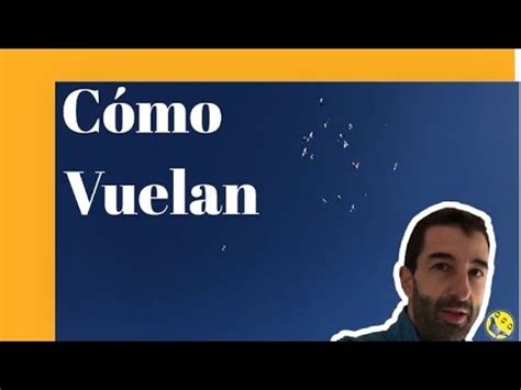 Viendo VOLAR a los PALOMOS con alegría así si que da gusto dentro de