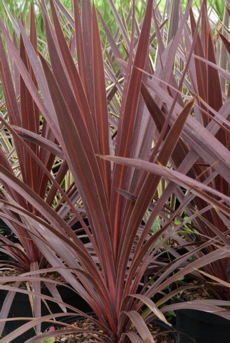 CORDYLINE australis Red Star Pépinières Ripoche Nantes Divatte