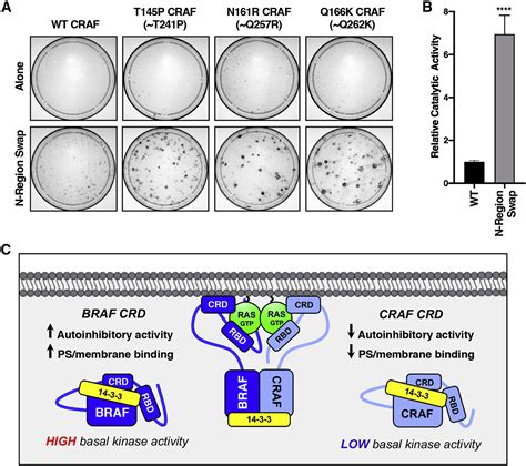 RASopathy Mutations Provide Functional Insight Into The BRAF Cysteine