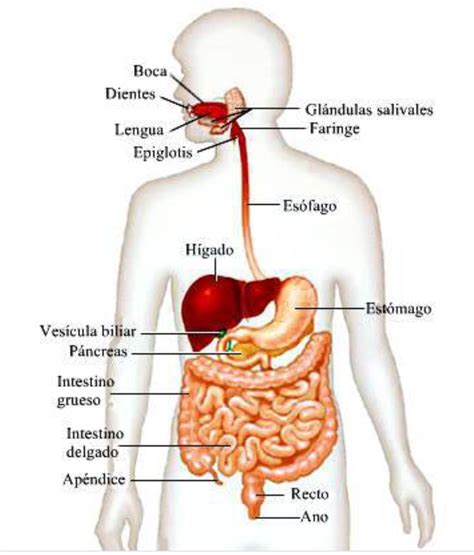 Pin De Raquel Gh En Ciencias Naturales Aparatos Del Cuerpo Humano