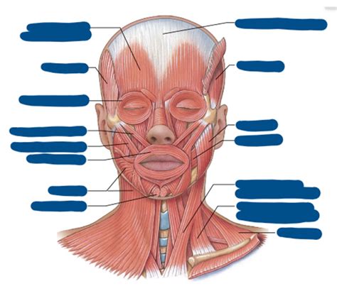 Muscles Of Facial Expression Diagram Diagram Quizlet
