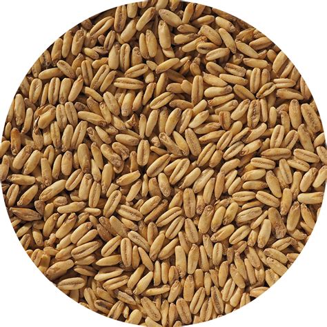 Oats PNG Isolated Photos PNG Mart