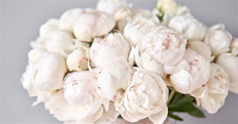 13 Of The Finest White Peony Varieties To Develop At House Batang Tabon