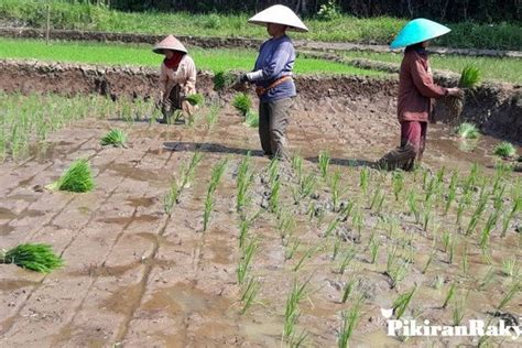 Ini Waktu Yang Tepat Menanam Benih Padi Ala Serat Centhini Pada Wuku